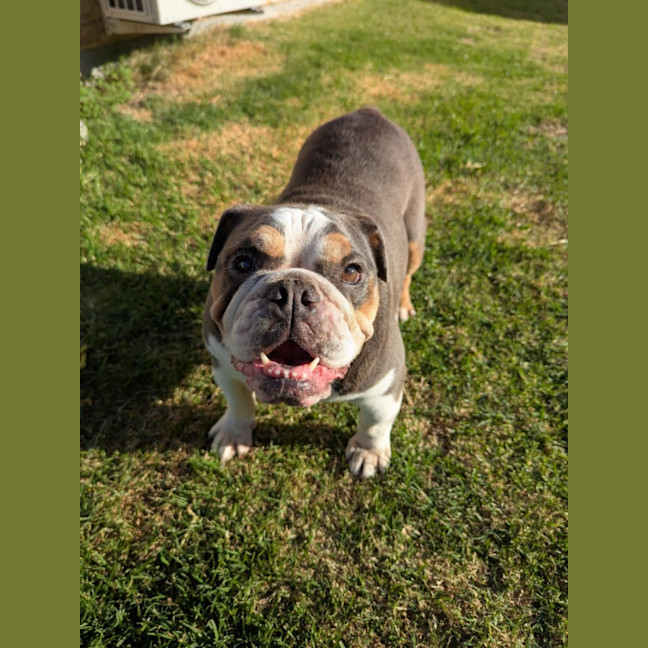 Doris - Medium Female British Bulldog Dog in QLD - PetRescue