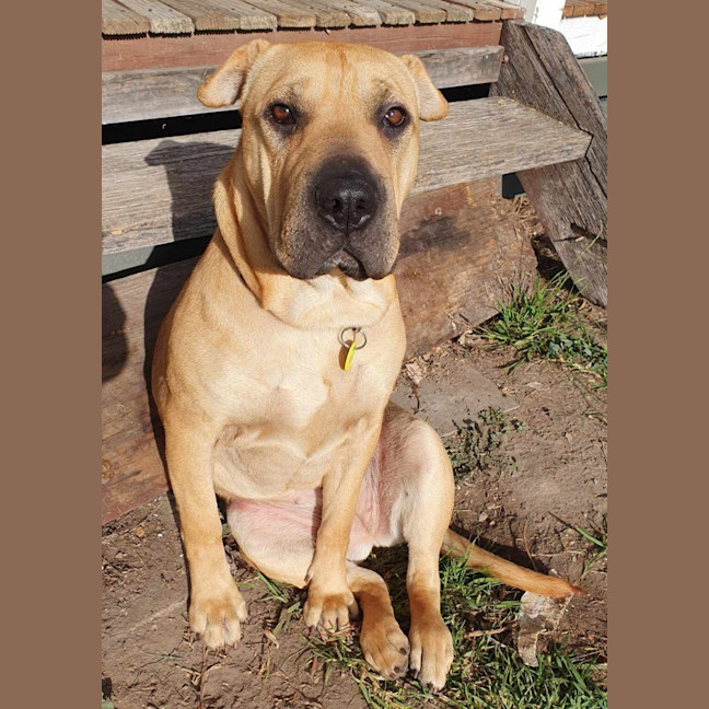 Prinny - Large Female Shar Pei Mix Dog in VIC - PetRescue