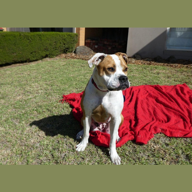 Yoko Newhaven - Large Female American Bulldog Mix Dog in VIC - PetRescue