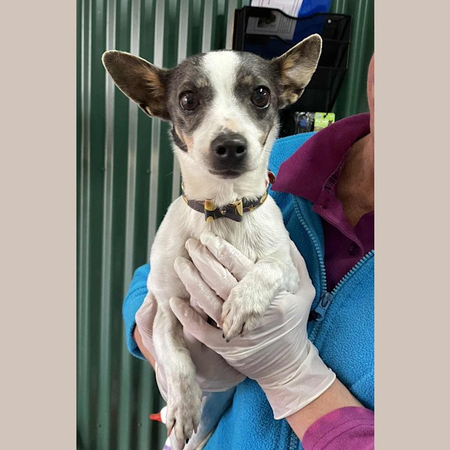 Tilly - Small Female Jack Russell Terrier Dog in NSW - PetRescue