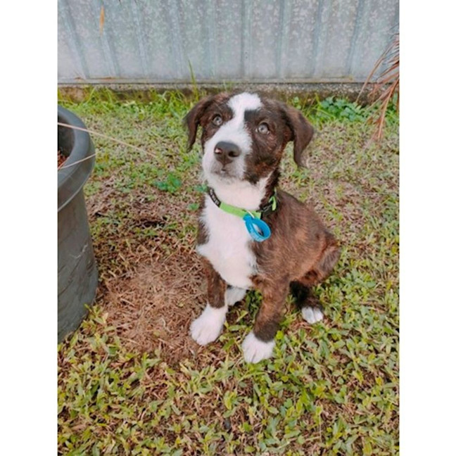 Mint - Medium Male Staffy x Maltese Dog in QLD - PetRescue