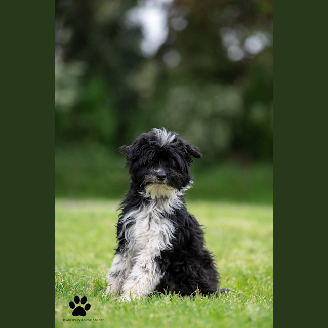 Oreo - Small Male Mixed x Poodle Toy Mix Dog in NSW - PetRescue