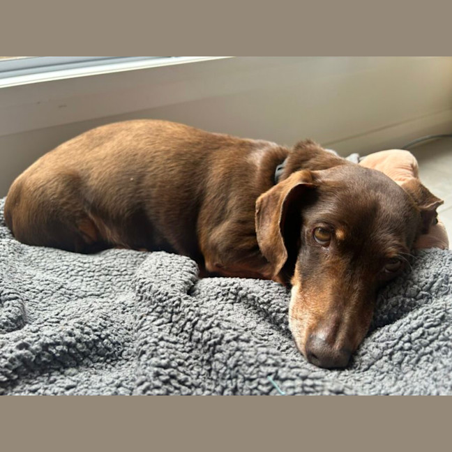 Fudge - Small Male Dachshund Dog in VIC - PetRescue