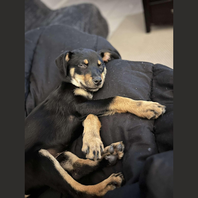 Heath - Medium Male Australian Kelpie Mix Dog in QLD - PetRescue