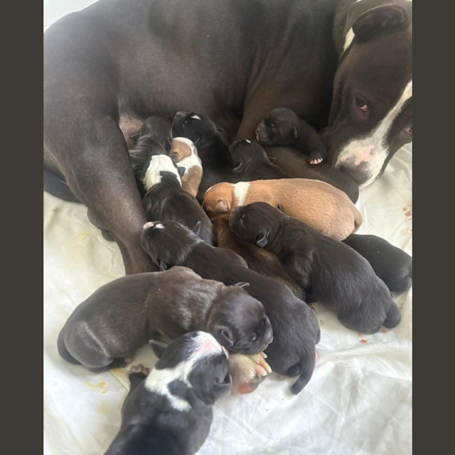 Merricat - Large Female Staffordshire Bull Terrier Mix Dog in VIC ...