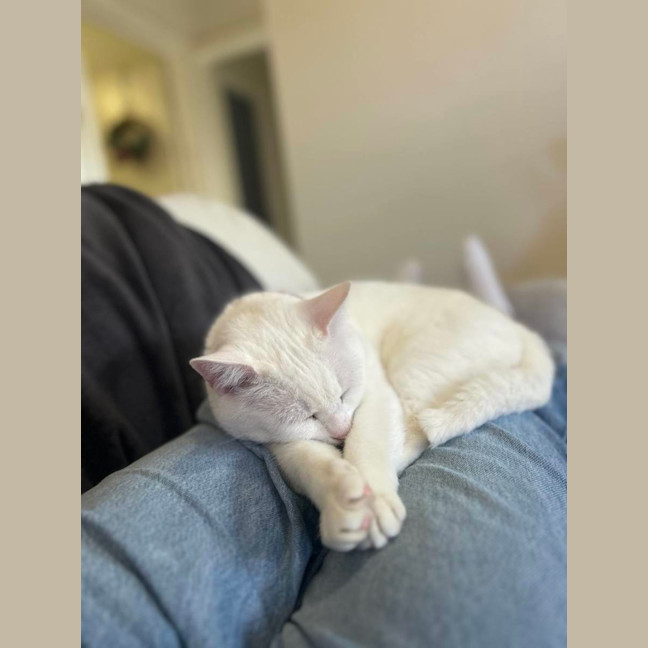 Mochi - Male Domestic Short Hair (DSH) Cat in VIC - PetRescue