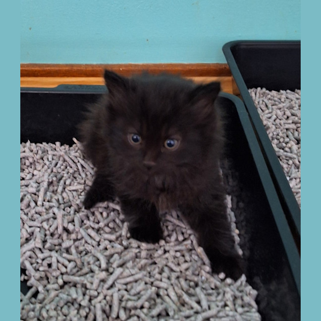 Fluffy Wuffy - Male Domestic Long Hair (DLH) Cat in NSW - PetRescue