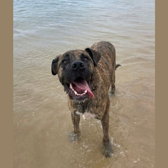 Neo - Large Male Labrador Retriever Mix Dog in NSW - PetRescue