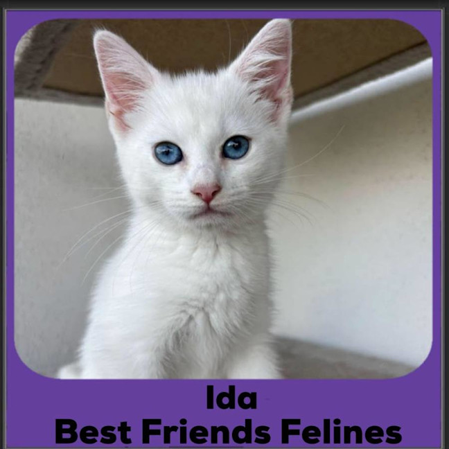 Ida - Female Domestic Medium Hair (DMH) Cat in QLD - PetRescue