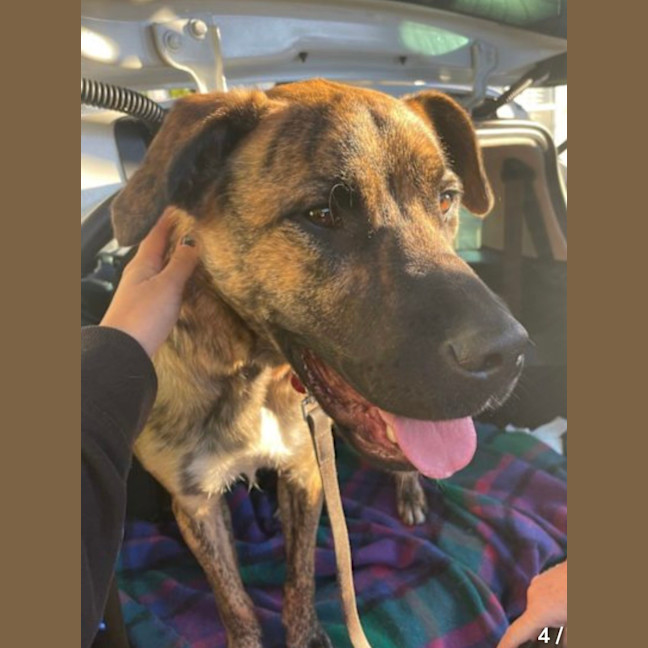 Neo - Large Male Labrador Retriever Mix Dog in NSW - PetRescue