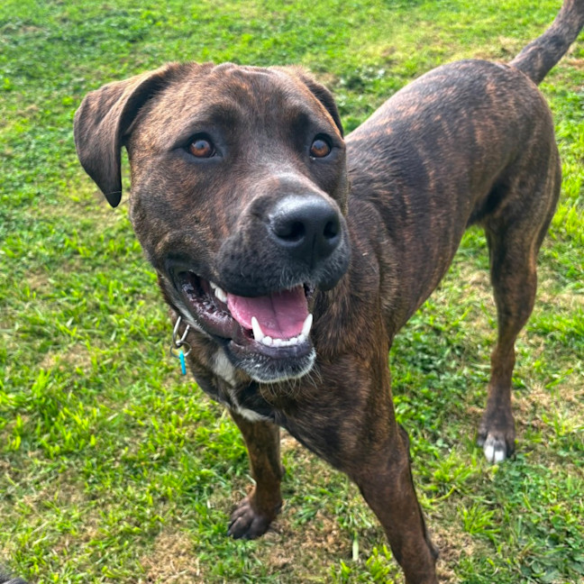 Kindle - Large Female Rhodesian Ridgeback Mix Dog in VIC - PetRescue