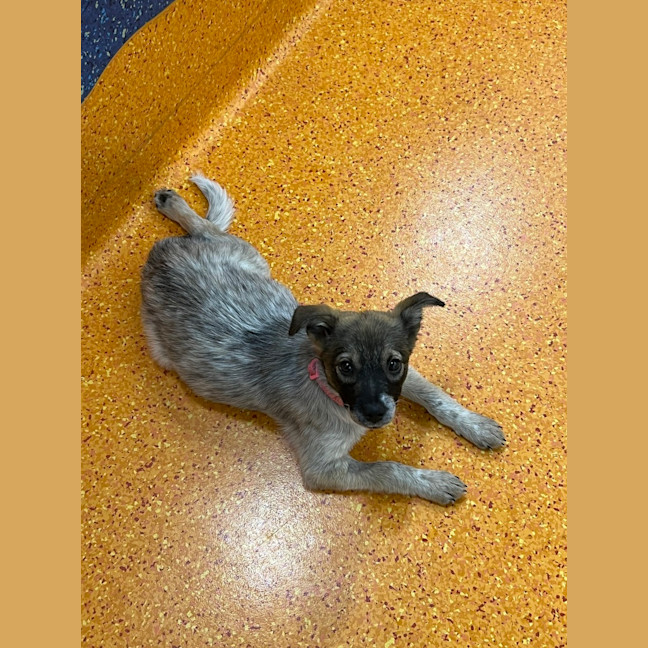 Chevy - Medium Female Australian Cattle Dog Mix Dog in QLD - PetRescue
