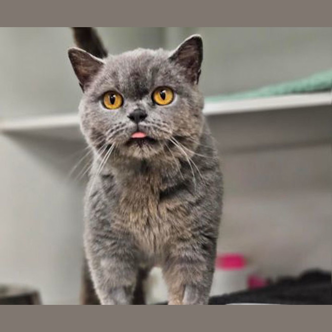Aanya - Female British Shorthair Mix Cat in VIC - PetRescue