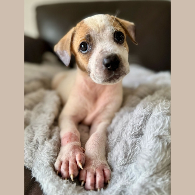 Spot - Medium Female Rhodesian Ridgeback x Mixed breed Mix Dog in QLD ...