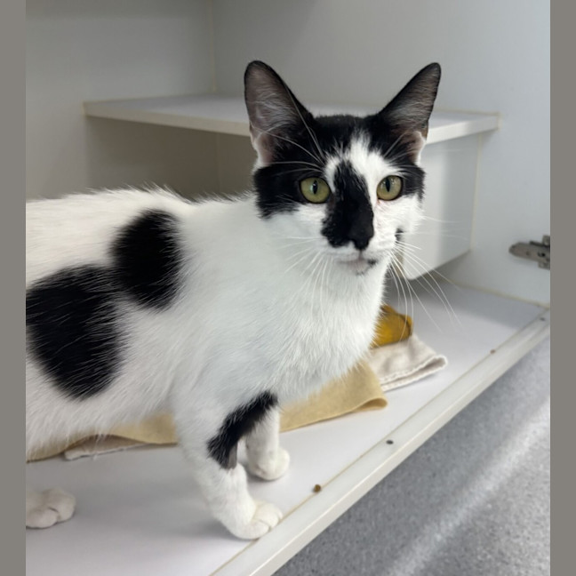 Sylvie - Female Domestic Short Hair Mix Cat in VIC - PetRescue