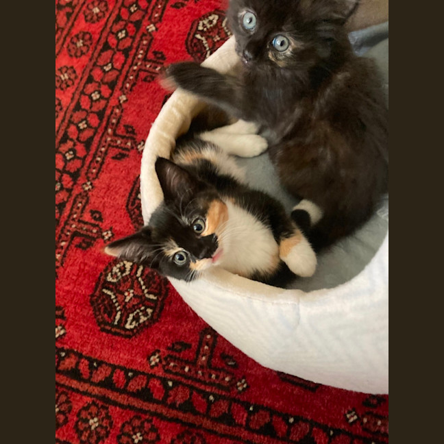 Frances - Female Domestic Short Hair (DSH) Cat in VIC - PetRescue
