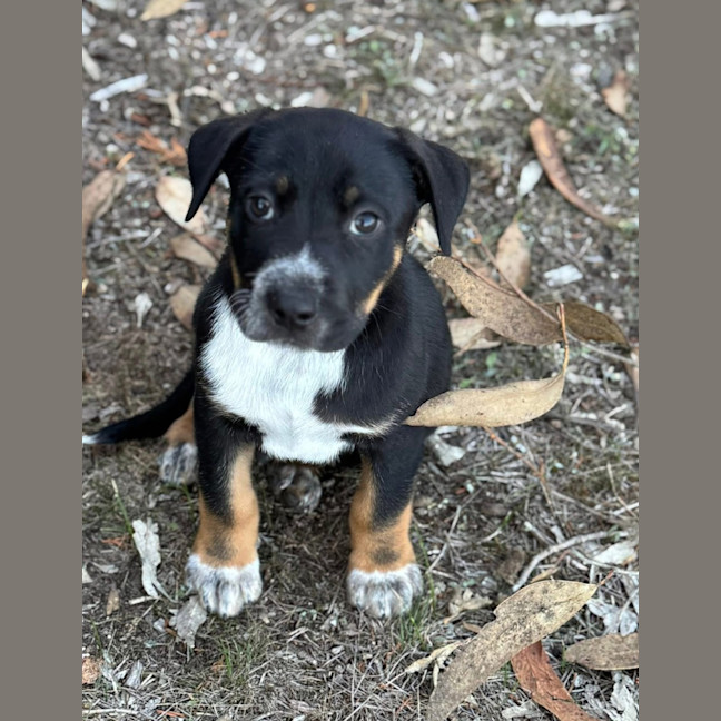 Jumble - Medium Male Australian Stumpy Tail Cattle Dog Mix Dog in VIC - PetRescue