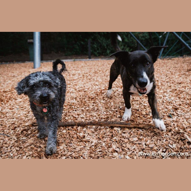 Oscar and Annika Newhaven - Medium Male Staffordshire Bull Terrier x ...