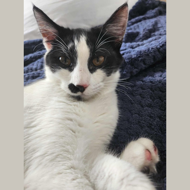Moustache (mustie) - Male Domestic Short Hair Cat in VIC - PetRescue