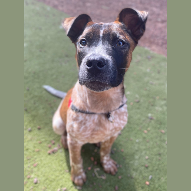 Butcher - Medium Male Heeler x Cane (Italian) Corso Mix Dog in VIC - PetRescue