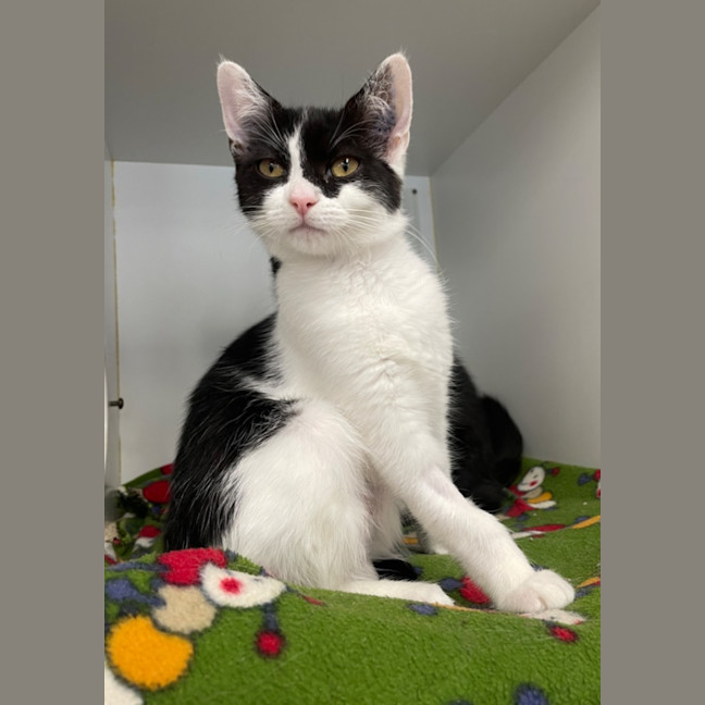 Panda Express - Female Domestic Short Hair (DSH) Cat in VIC - PetRescue