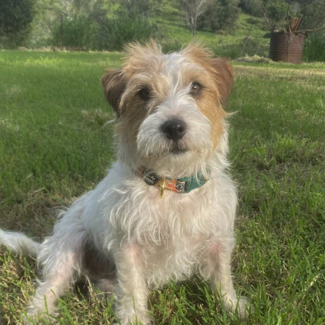 Benji - Small Male Jack Russell Terrier Dog in QLD - PetRescue