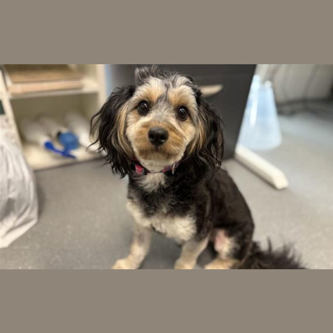 Buster - Small Male Maltese Mix Dog in VIC - PetRescue