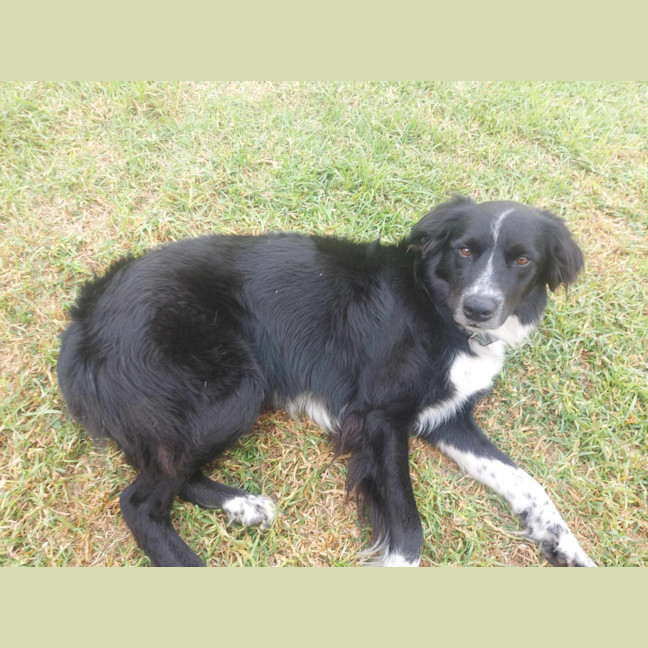 Bill - Medium Male Border Collie Dog in VIC - PetRescue