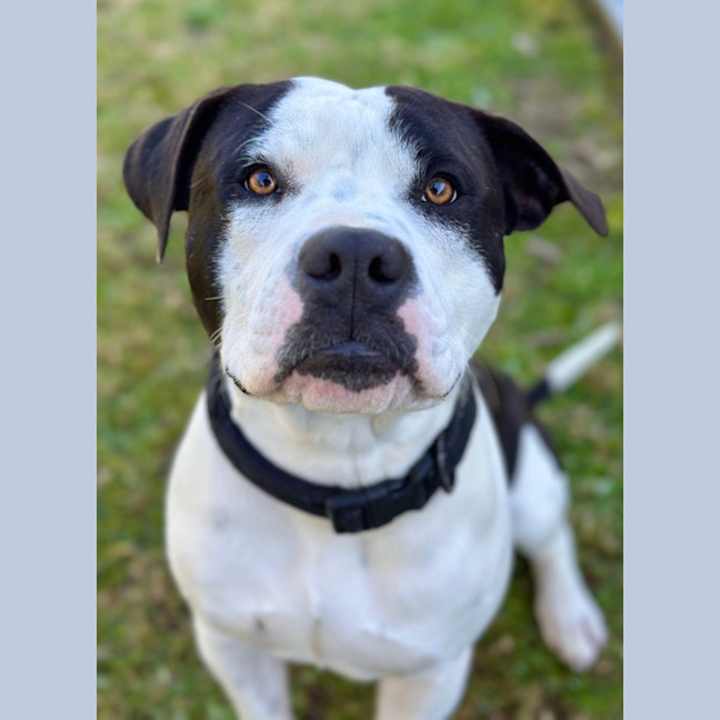 Prince - Large Male American Bulldog x American Staffordshire Terrier ...