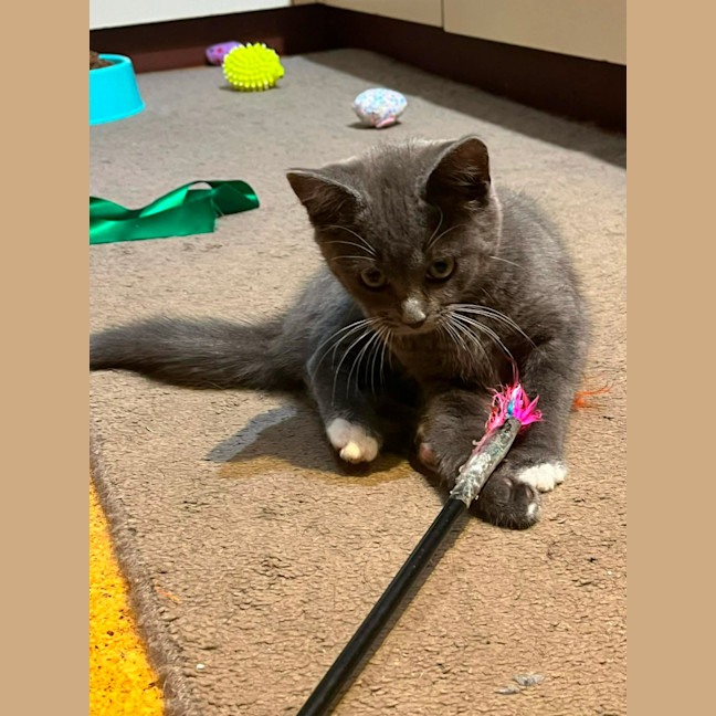 Sable ** 2nd Chance Cat Rescue ** - Female Domestic Short Hair (DSH ...