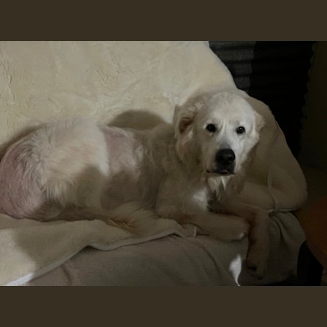 Mello - Large Male Maremma Sheepdog Dog in VIC - PetRescue
