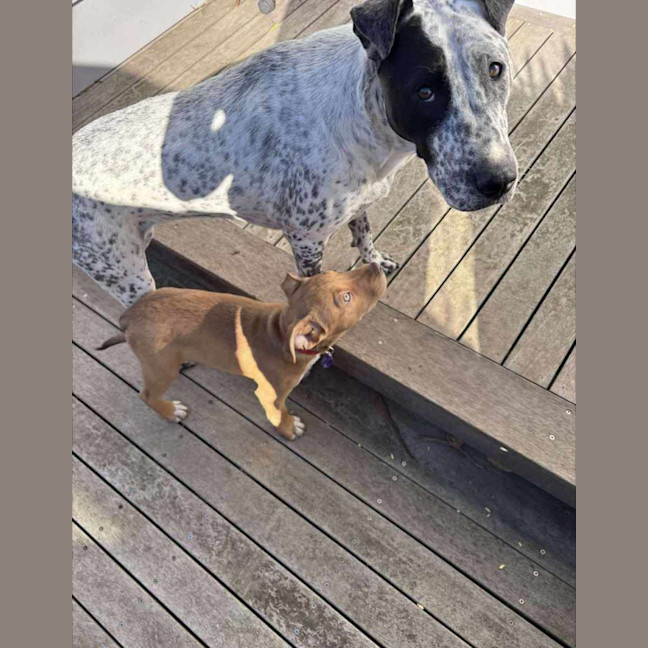 Digger - Medium Male Staffordshire Bull Terrier Mix Dog in VIC - PetRescue