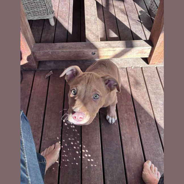 Digger - Medium Male Staffordshire Bull Terrier Mix Dog in VIC - PetRescue