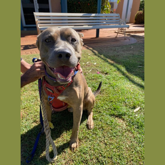 Scrim - Medium Male Mixed breed Dog in WA - PetRescue
