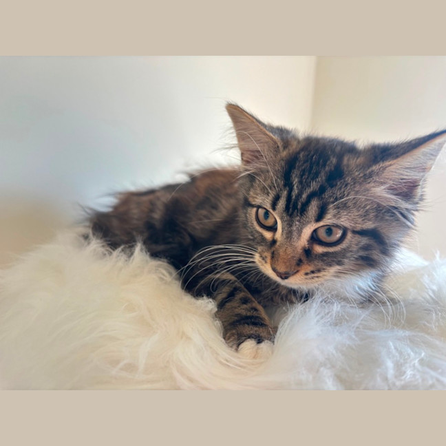 Clara - Female Domestic Medium Hair (DMH) Cat in VIC - PetRescue