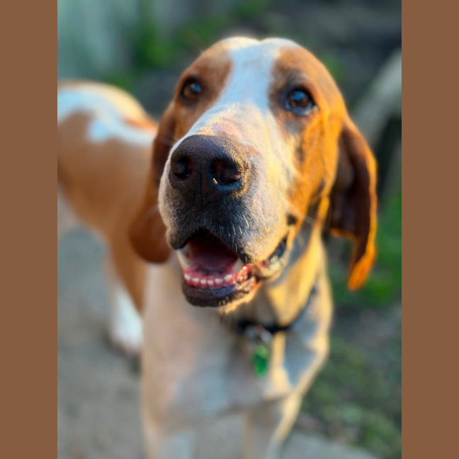 Ajax - Large Male Foxhound Dog in VIC - PetRescue
