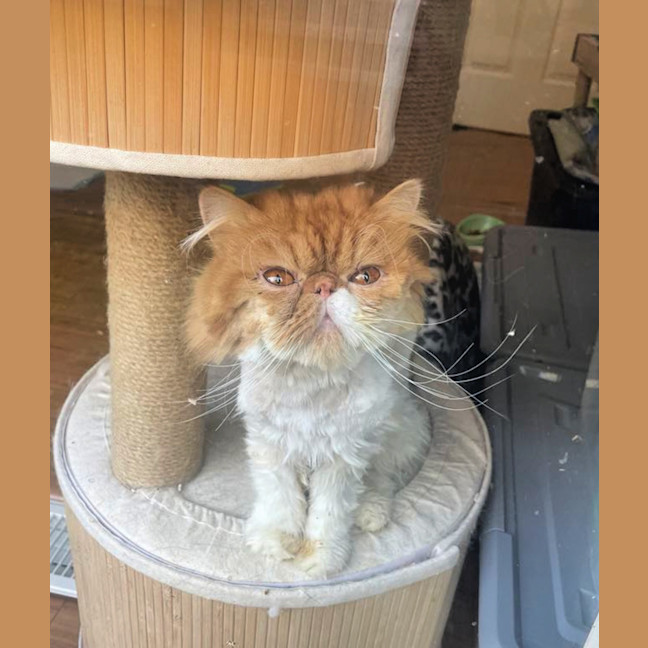 😽Linus😽 - Male Persian Cat in VIC - PetRescue