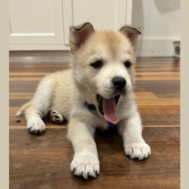 Sable - 7 Week Old Husky X (Trial) - Medium Female Husky Mix Dog in NSW ...