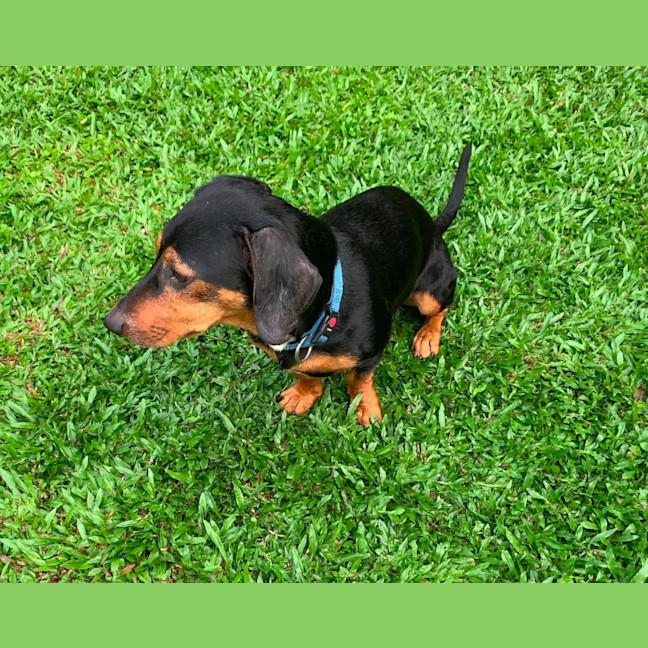 Pumba - Small Male Dachshund Dog in QLD - PetRescue