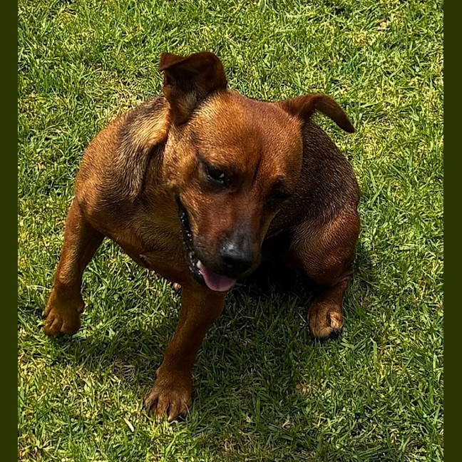 Cindy - Small Female Mixed breed Mix Dog in WA - PetRescue