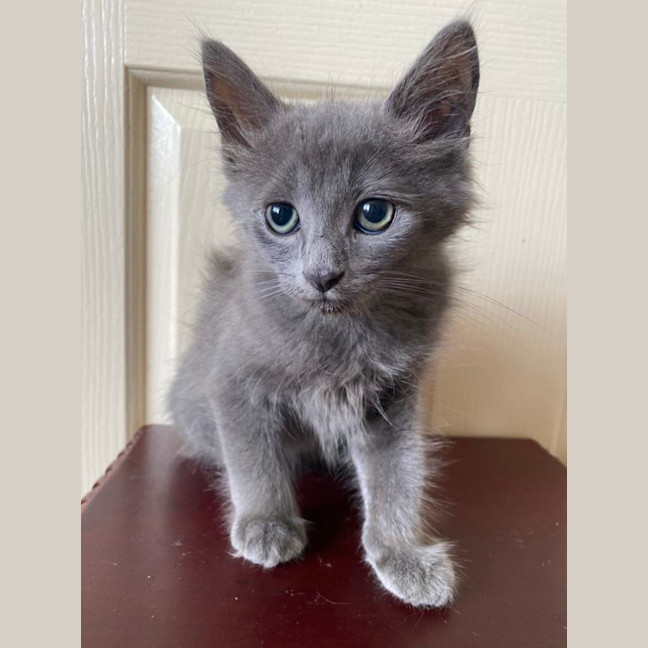 Mylo - Male Domestic Medium Hair (DMH) Cat in QLD - PetRescue