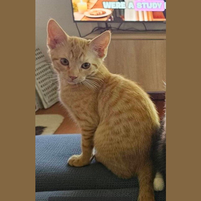 Blue - Male Domestic Short Hair Mix Cat in QLD - PetRescue