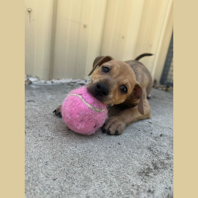 Oracle - Small Male Jack Russell Terrier Mix Dog in NSW - PetRescue