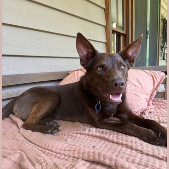 Cadbury - 20 Month Old Kelpie - Medium Male Australian Kelpie Dog in ...