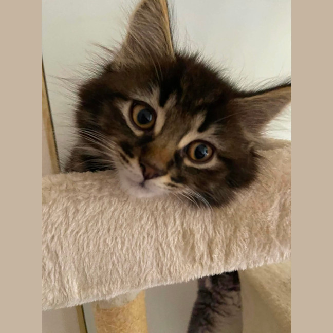 Charcoal - Male Domestic Medium Hair (DMH) Cat in NSW - PetRescue