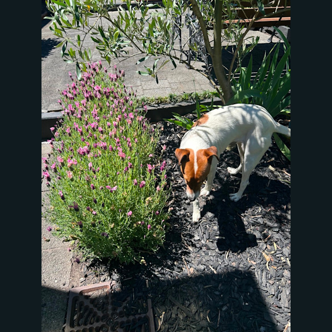 George - Small Male Jack Russell Terrier Dog in VIC - PetRescue