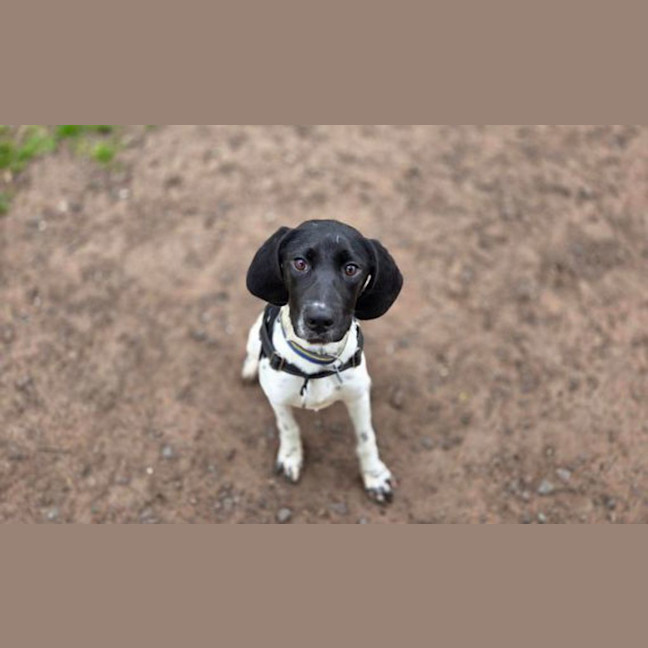 Ellie - Medium Female German Shorthaired Pointer x Harrier Mix Dog in VIC - PetRescue