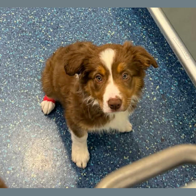 Elsie - Medium Female Australian Shepherd x Border Collie Mix Dog in ...