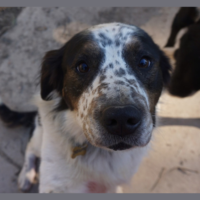Otis - Large Male Australian Cattle Dog x Border Collie x English ...