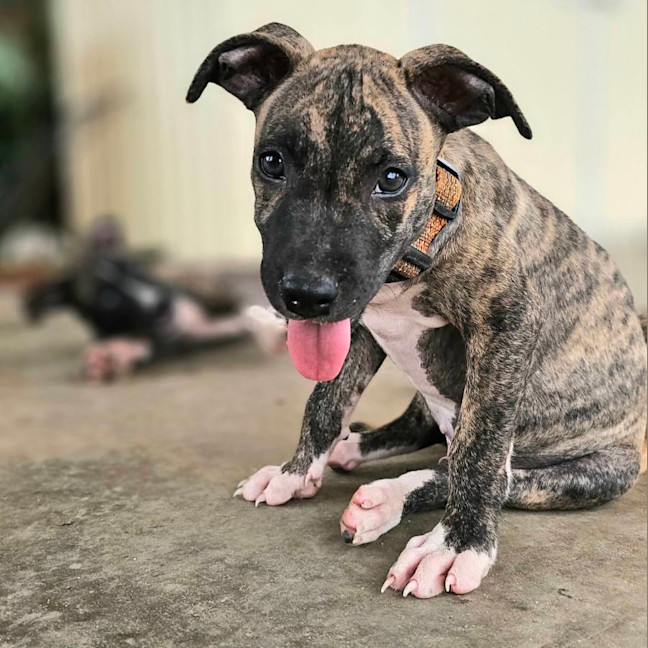 Ryder - Medium Male American Staffordshire Terrier Mix Dog in QLD - PetRescue